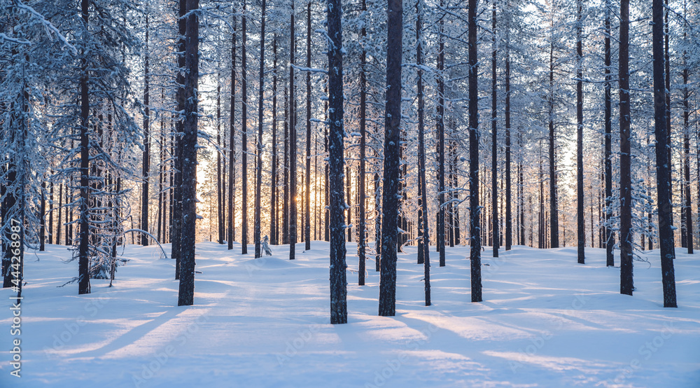 Beautiful winter view of forest with tall white frosty trees on ...