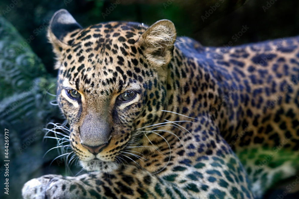 The jaguar (Panthera onca) is a large felid species and the only living ...