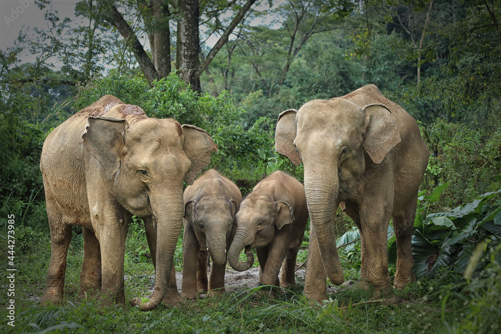 Elephants are the largest existing land animals. Three species are ...