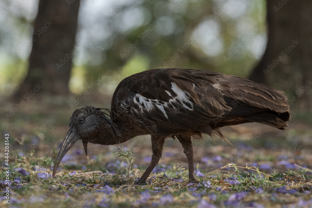 Wattled Ibis - Bostrychia carunculata, unique rare bird endemic to the ...