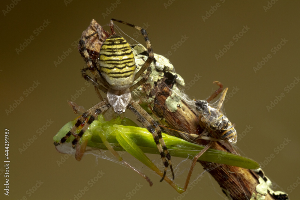 Argiope spider with grasshopper in cobweb Stock Photo | Adobe Stock