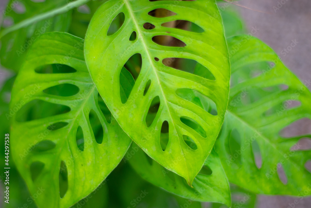 Monstera Adansonii Stock Photo | Adobe Stock