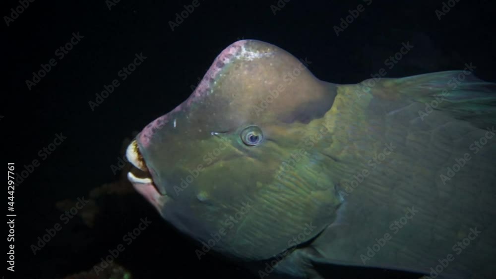 A giant fish with a bump on its head met divers underwater. Diving in ...