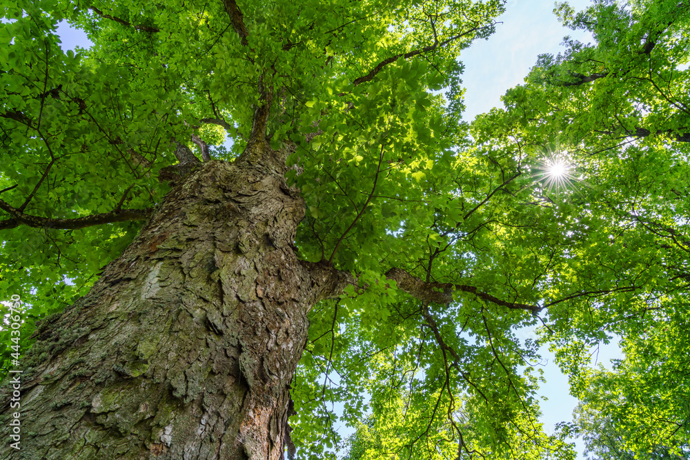 Sycamore maple tree trunk with branches, green summer leafage and the ...