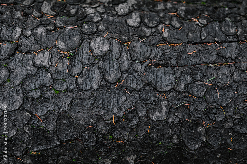 Unusual black tree bark background. Beautiful dark wallpaper. Black ...