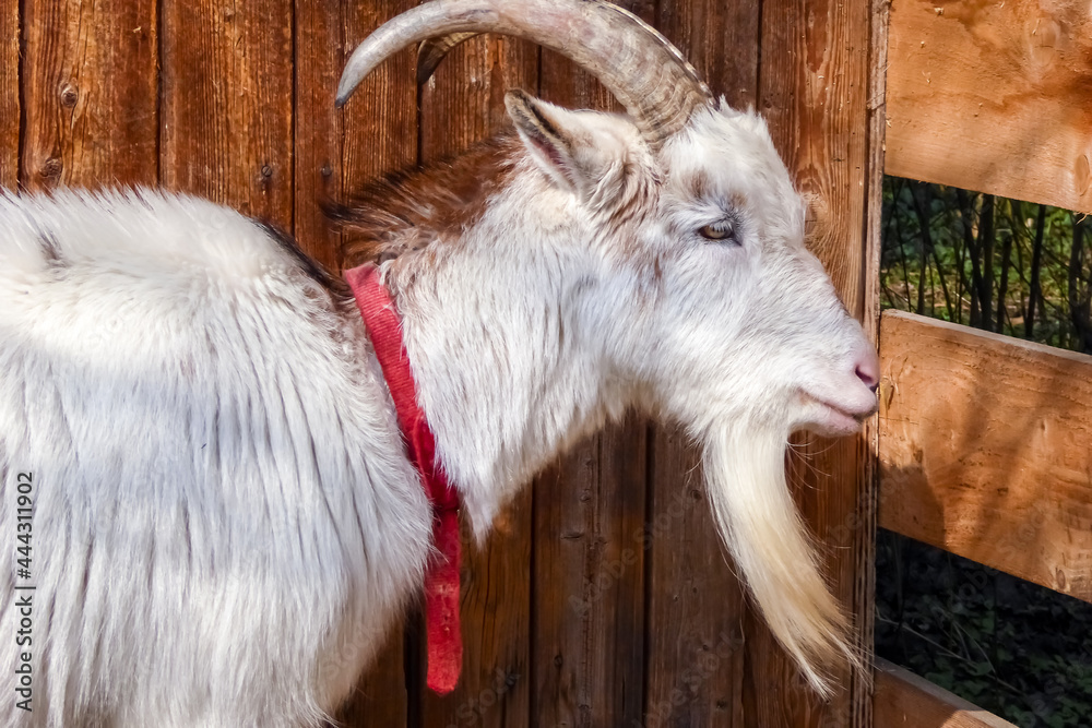 Tierportrait, Profil einer weißen Ziege mit langen Hörnern und weißem ...