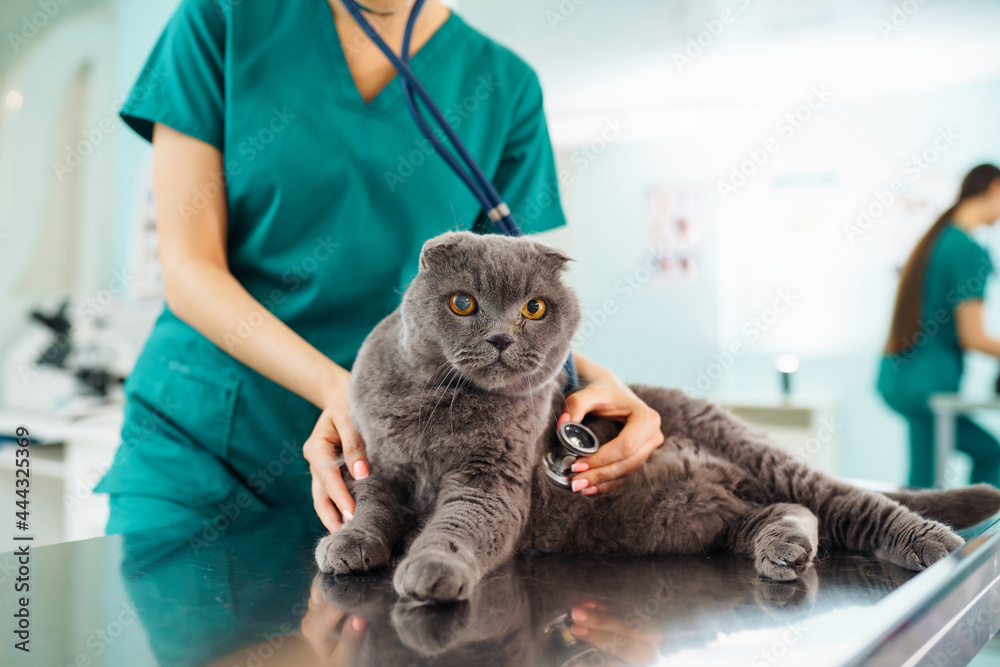 In a modern veterinary clinic, a thoroughbred cat is examined and ...