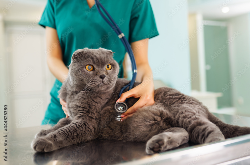 In a modern veterinary clinic, a thoroughbred cat is examined and ...