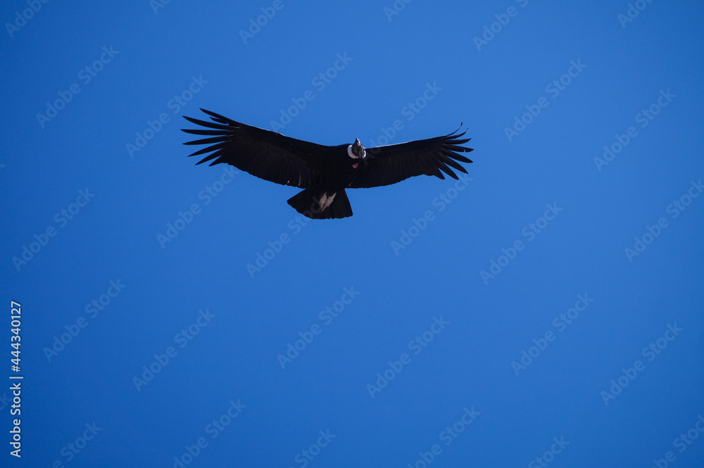 Cóndor andino en pleno vuelo macho adulto en cordillera de Los andes ...