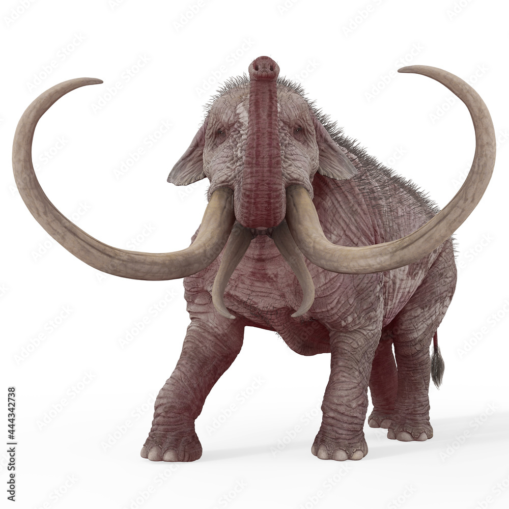 mammoth front view in white background Stock Illustration | Adobe Stock