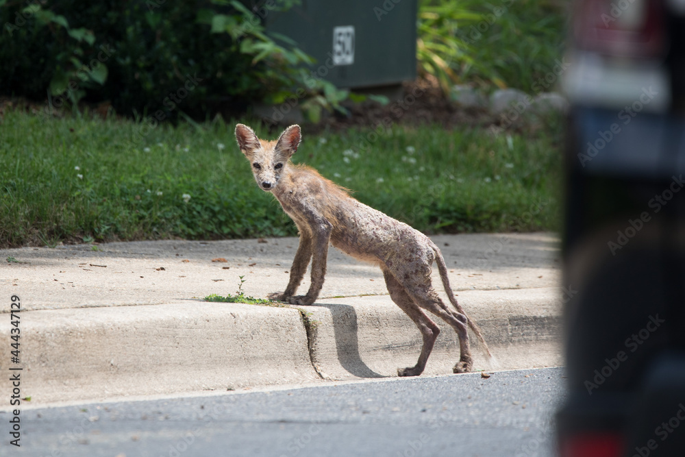 A red fox with sarcoptic mange, a disease that causes hair loss and can be fatal if untreated ...