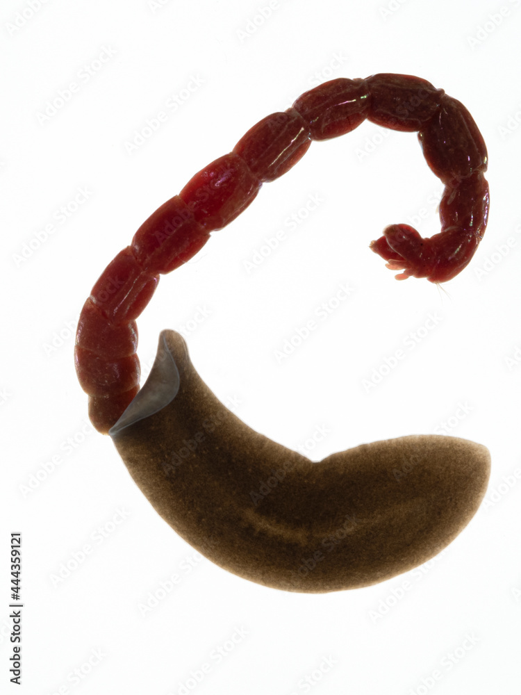 Foto de P6200012 freshwater planarian (triclad flatworm), Schmidtea ...