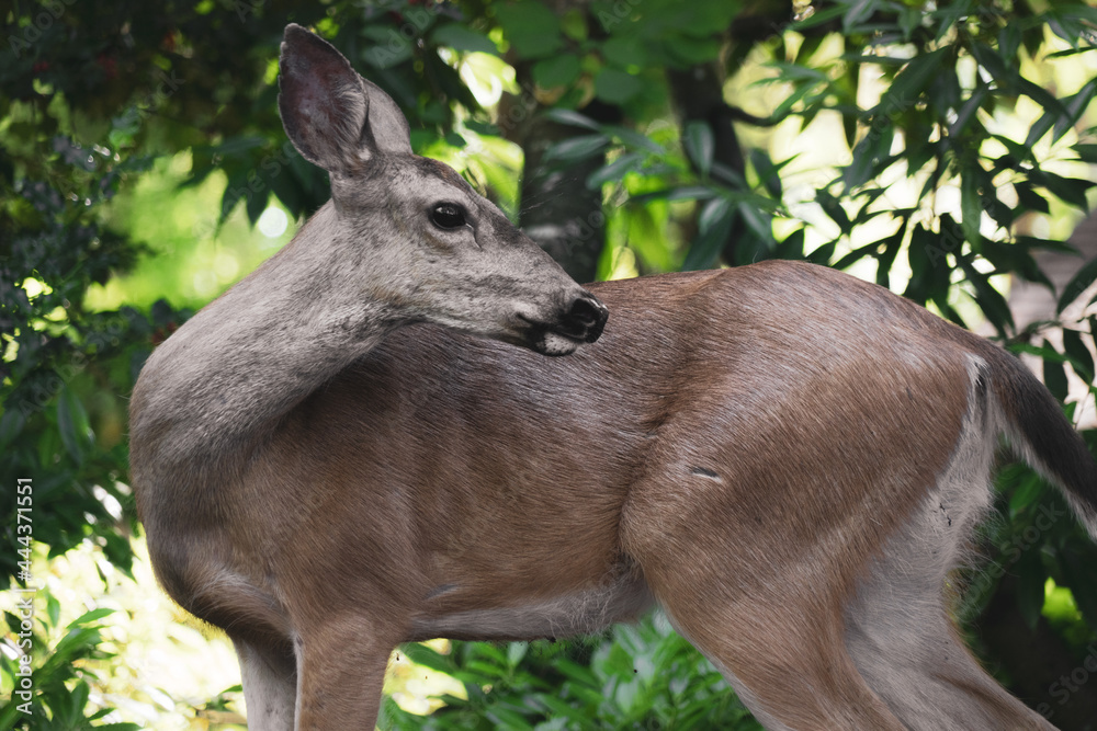 Deer looking back Stock Photo | Adobe Stock