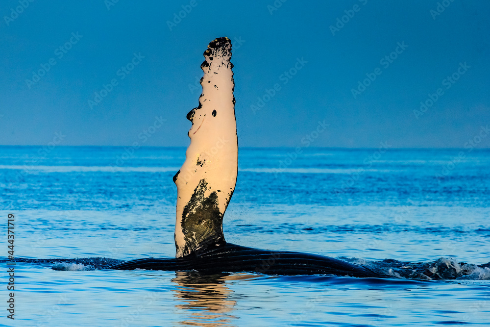 Whale rolling on its side lifting flipper, Humpback Whales (Megaptera ...