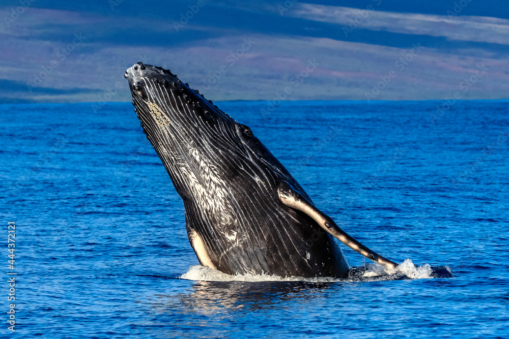 Breaching baby Humpback Whale (Megaptera novaeangliae), Maui, Hawaii ...