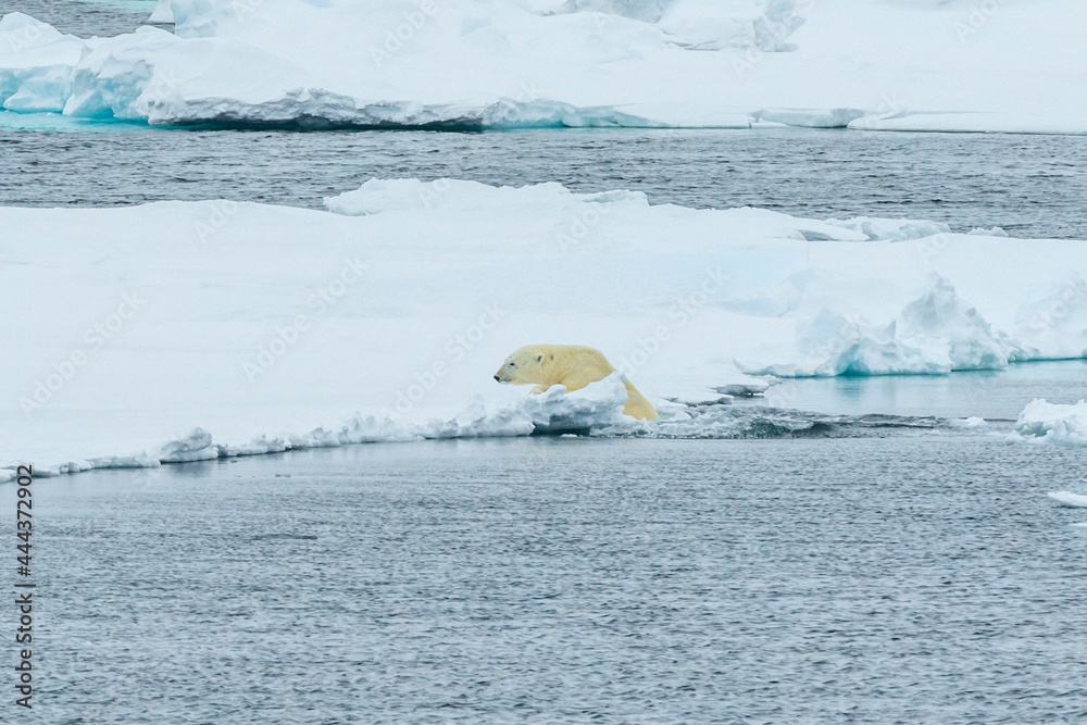 Leaping sequence, Polar bear (Ursus maritimus) leaping between ice ...