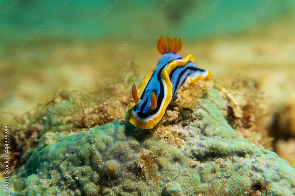 Anna's Chromodoris (Chromodoris annae) nudibranch or sea slug at Santa ...