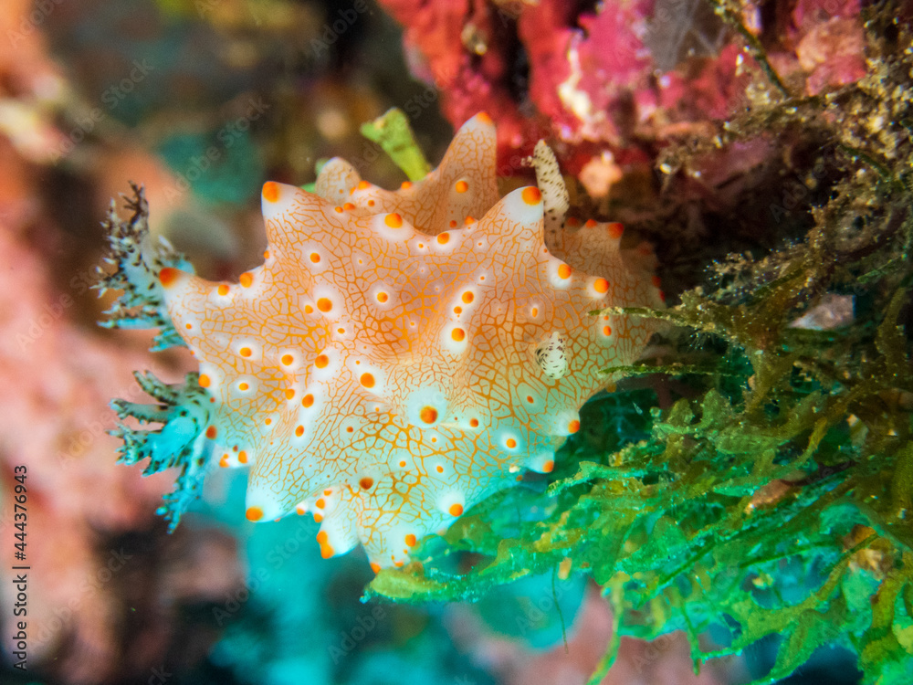 Halgerda Batangas nudibranch or sea slug at Baluarte dive site in Sogod ...
