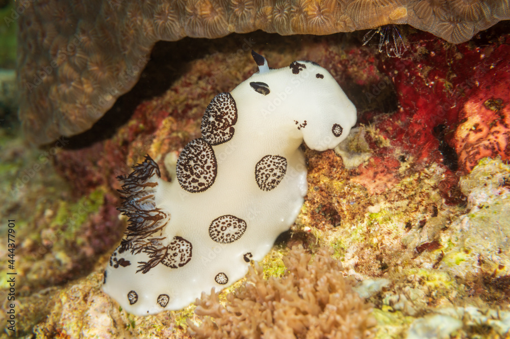 Funeral Jorunna (Jorunna funebris), or dotted nudibranch, a sea slug ...