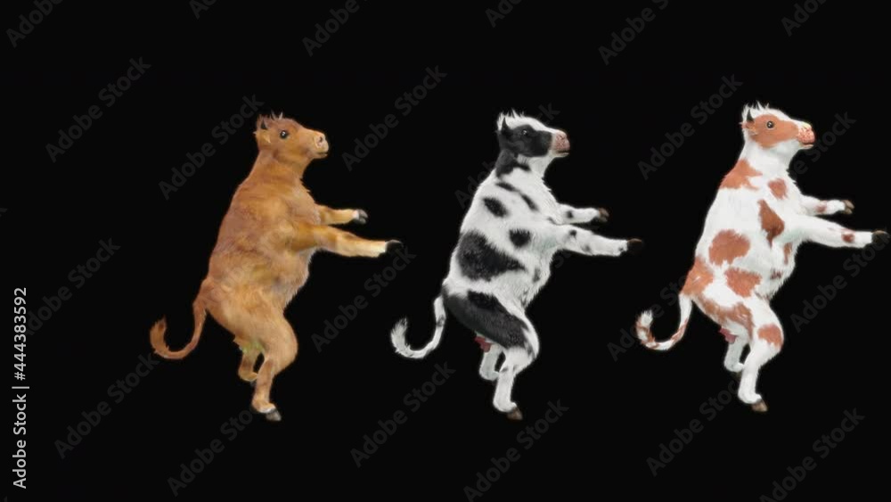 Vidéo Stock Cow Dancing CG fur. 3d rendering, animal realistic CGI VFX ...