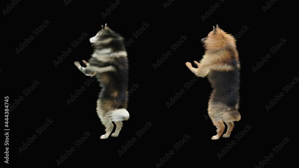 Dogs Dancing CG fur. 3d rendering, animal realistic CGI VFX, Animation ...