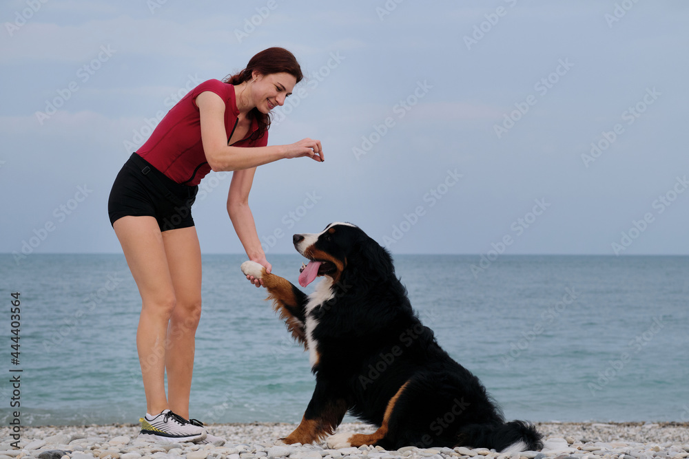 Active friendly family dog breed Bernese Mountain Dog is on vacation on ...