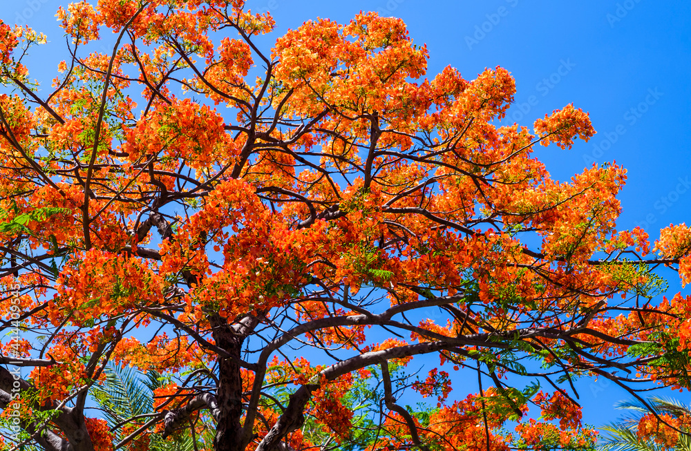 Royal Poinciana, Flamboyant, Flame Tree, Delonix Regia. Stock Photo ...