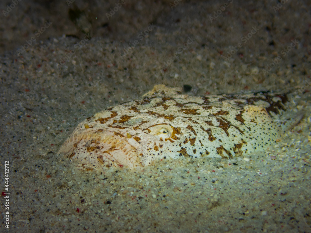 Reticulated stargazer (Uranoscopus bicinctus) or Marbled stargazer ...