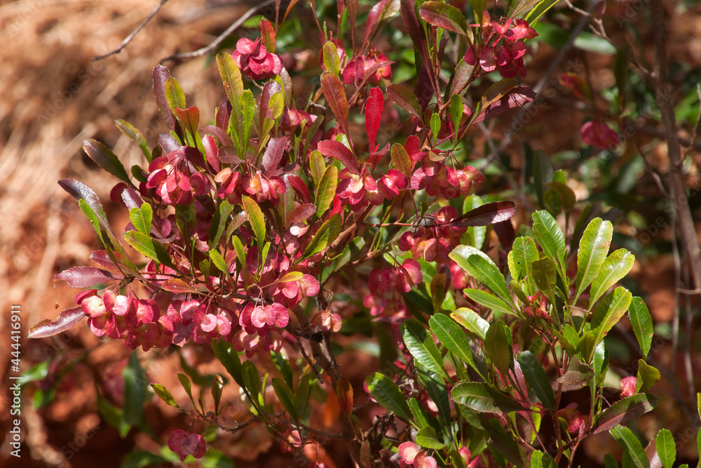 Cobar Australia, fruit of a dodonaea viscosa or native hop bush were ...