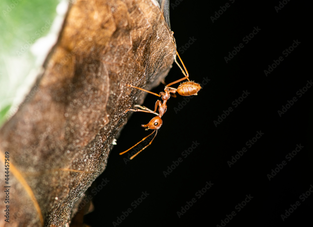 ginger african ants go about their daily activities on a green leaf ...