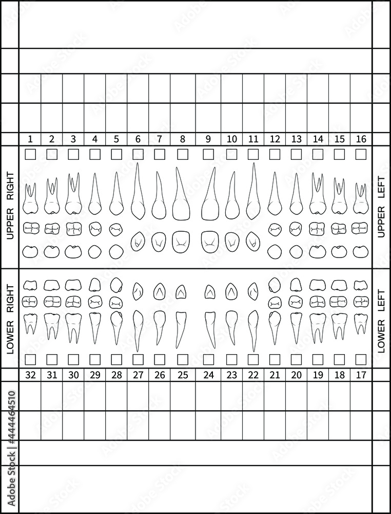Dental chart. Human teeth with roots numbering chart for adult teeth ...