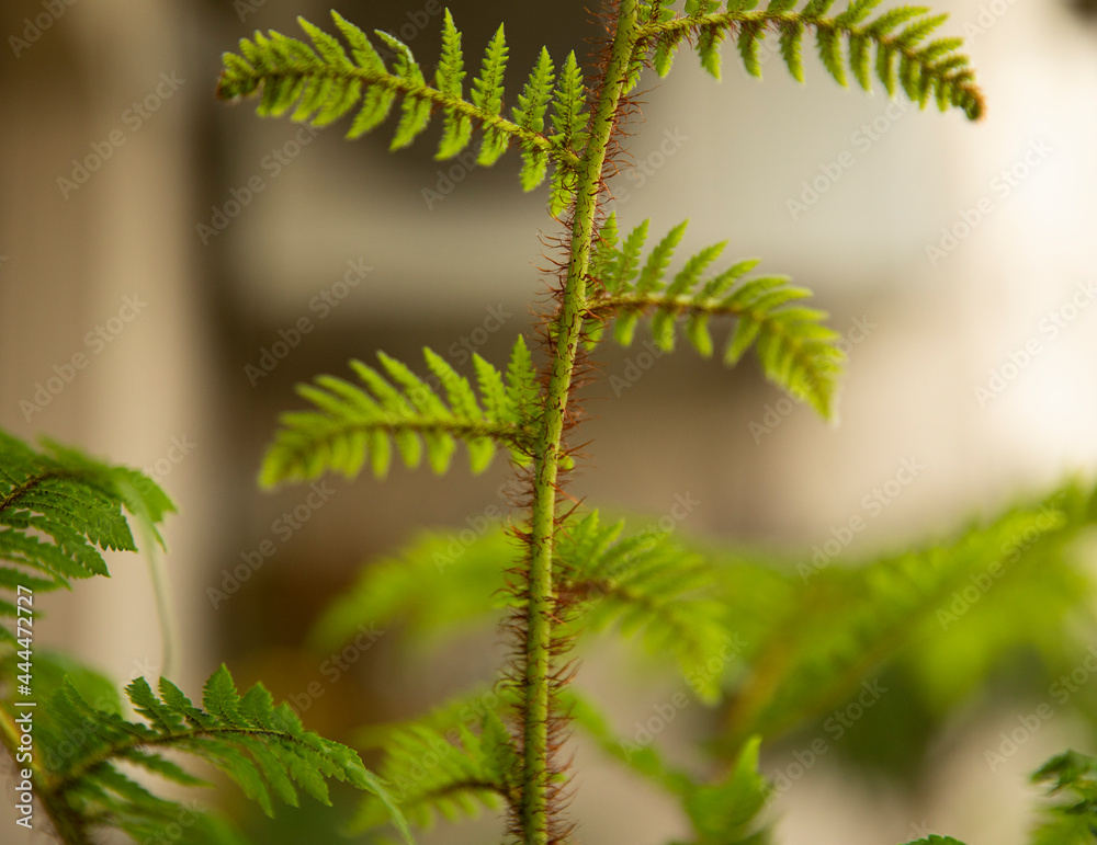 Natural texture and pattern. Closeup view of a Cyathea cooperi fern ...
