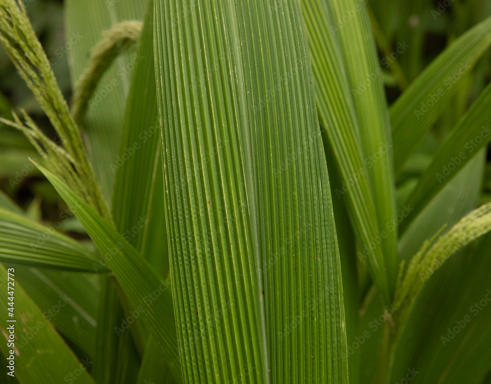 Leaf texture and pattern. Closeup view of Setaria sulcata, also known ...