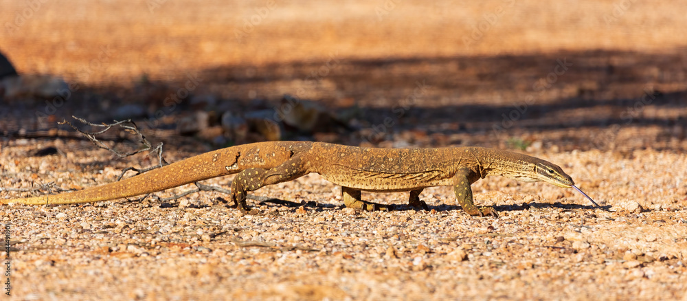 A large greenish-gray Australian lizard with uniform ringed small ...