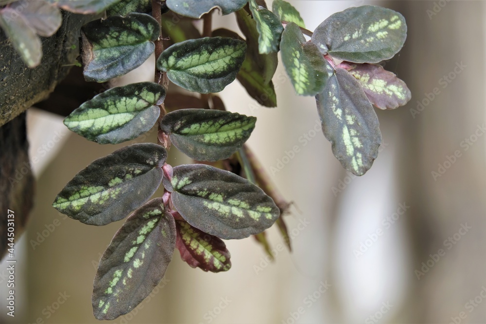 Tradescantia zebrina, formerly known as Zebrina pendula, is a species ...