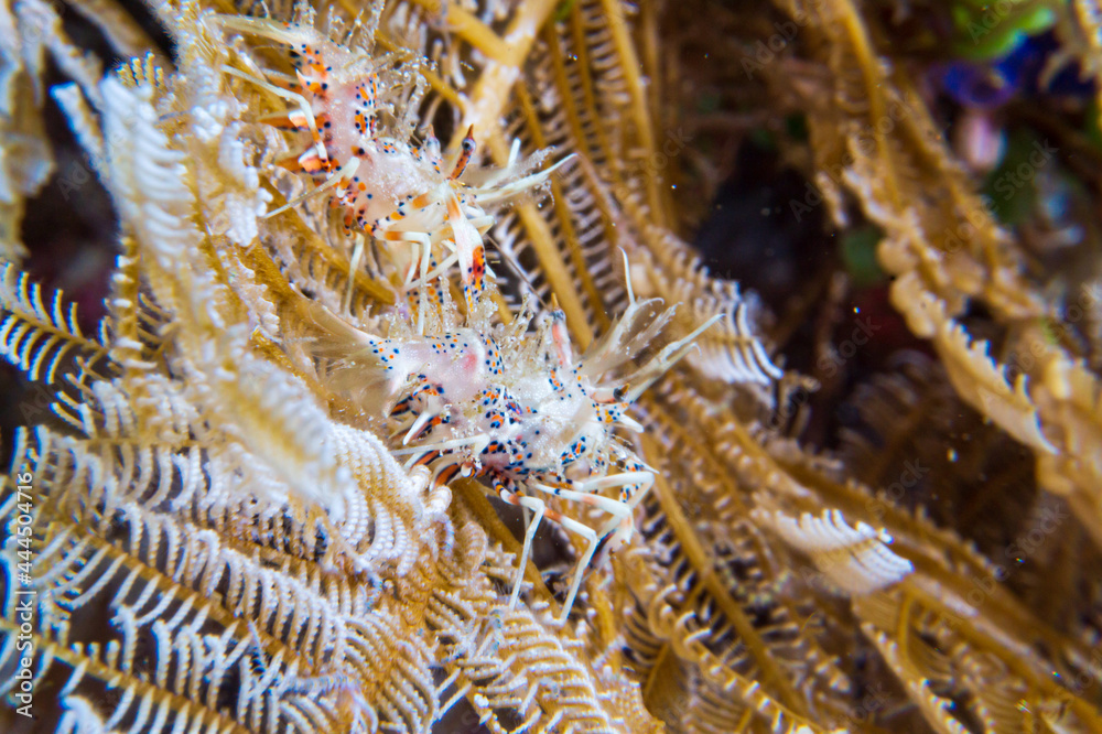 Spiny Tiger shrimp (Phyllognathia ceratophthalma) during a night dive ...