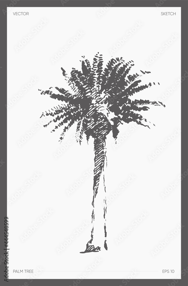 High detail vector palm tree realistic sketch Stock Vector | Adobe Stock