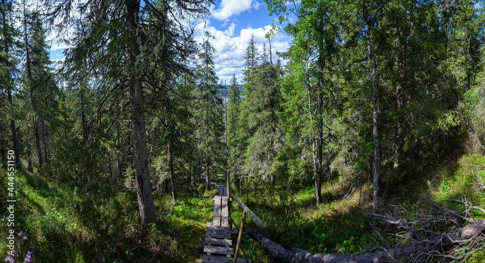 Panorama on beautiful woodland landscape with majestic spruces along ...