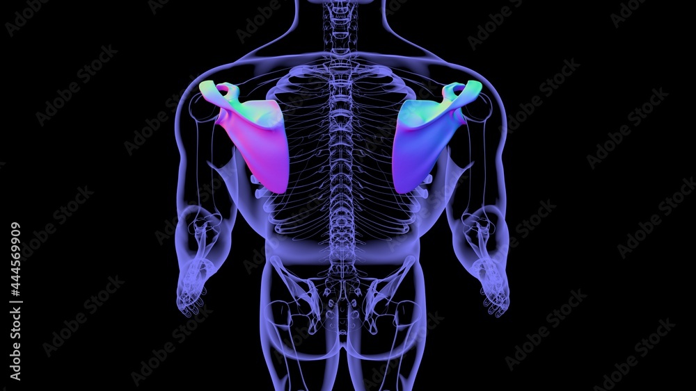 Human skeleton anatomy Scapula Bone 3D Rendering Stock Illustration ...