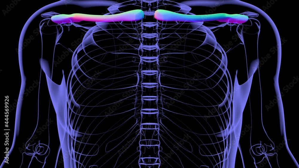 Human skeleton anatomy Clavicle Bones 3D Rendering Stock Illustration ...