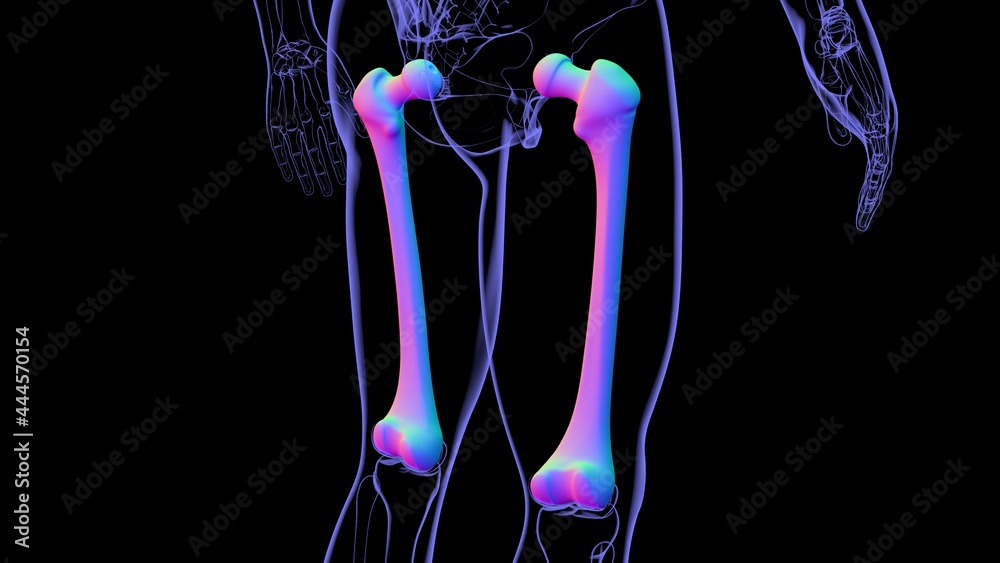 Human skeleton anatomy Femur Bone 3D Rendering Stock Illustration ...