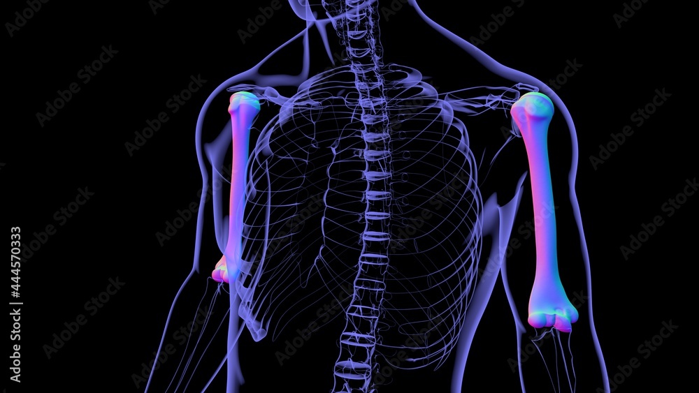 Human skeleton anatomy Humerus Bone 3D Rendering Stock Illustration ...