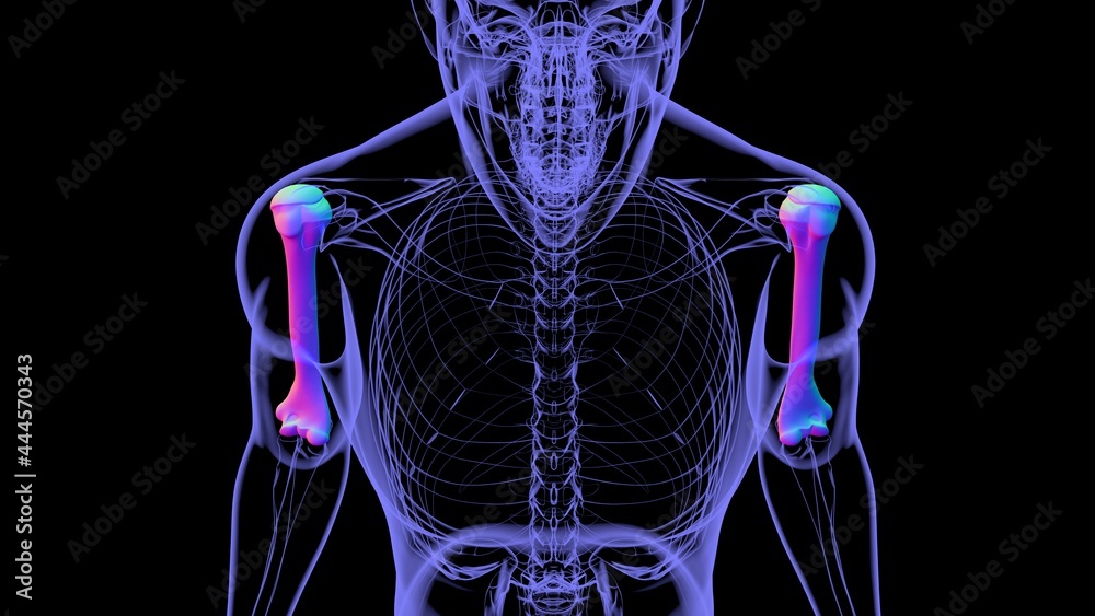 Human skeleton anatomy Humerus Bone 3D Rendering Stock Illustration ...