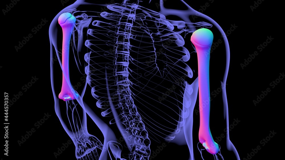 Human skeleton anatomy Humerus Bone 3D Rendering Stock Illustration ...