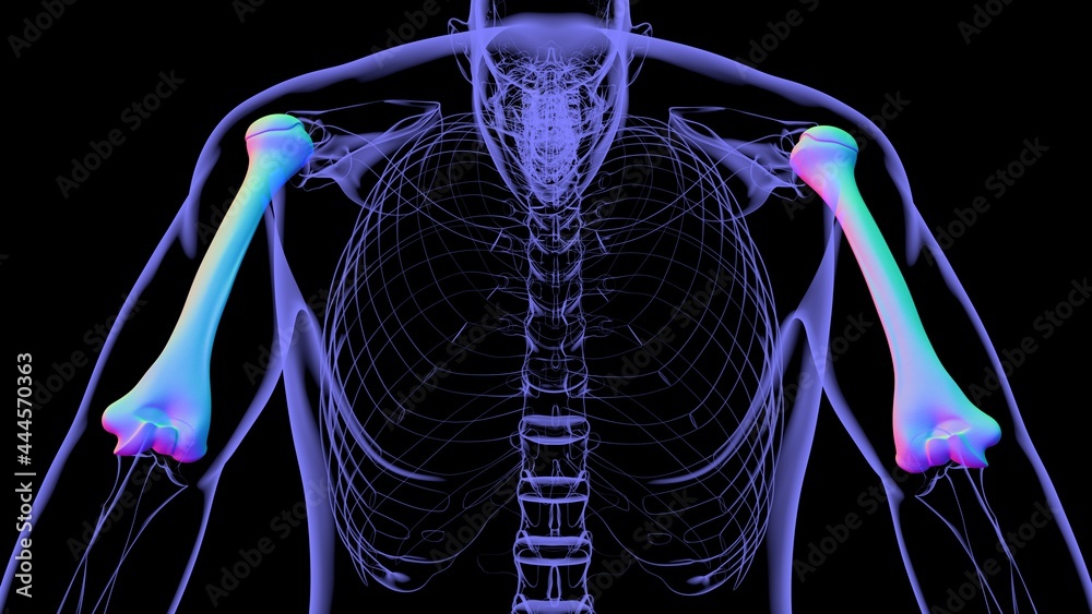 Human skeleton anatomy Humerus Bone 3D Rendering Stock Illustration ...
