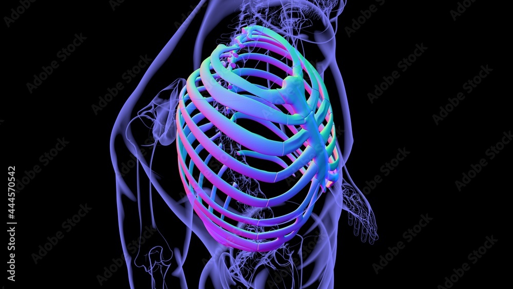 Human skeleton anatomy Rib Cage 3D Rendering Stock Illustration | Adobe ...