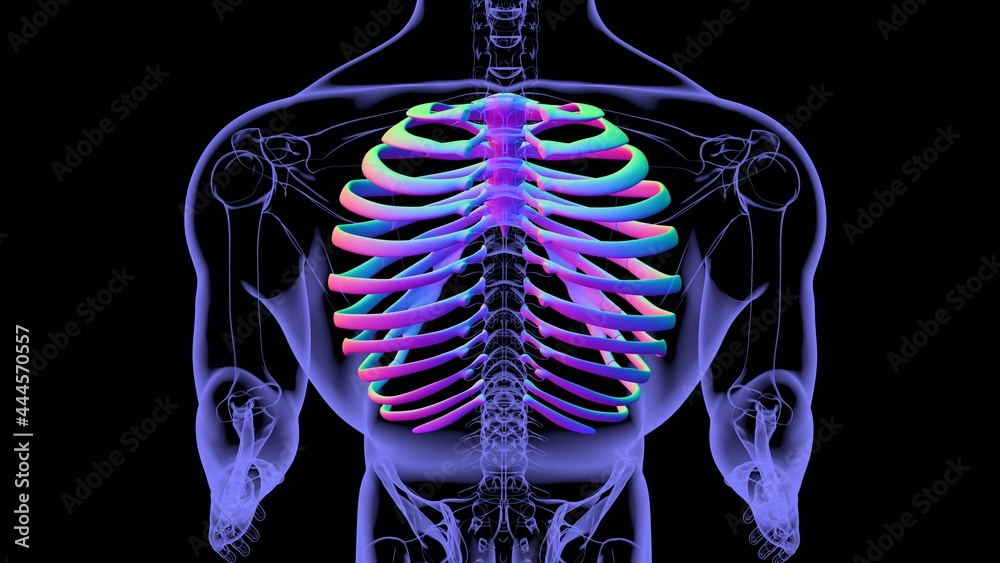 Human skeleton anatomy Rib Cage 3D Rendering Stock Illustration | Adobe ...
