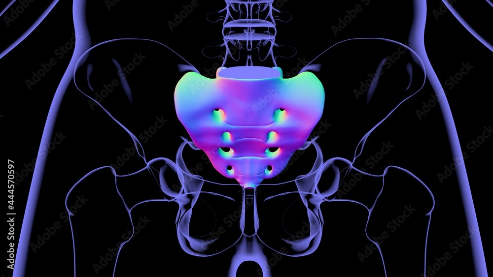 Human skeleton anatomy Sacral Bone 3D Rendering Stock Illustration ...