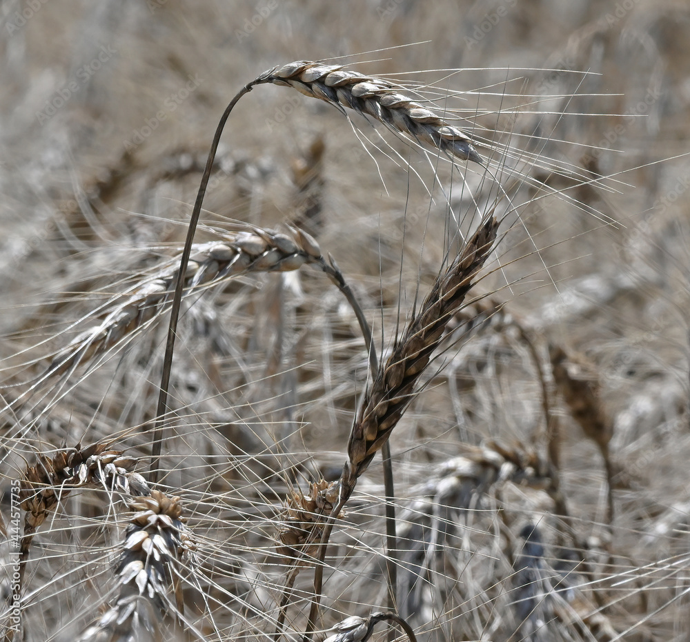 Field of 20 acres of hard red winter wheat (Triticum aestivum) is ...