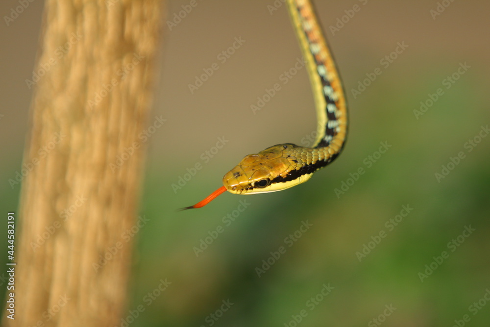 Painted Bronzeback Snake